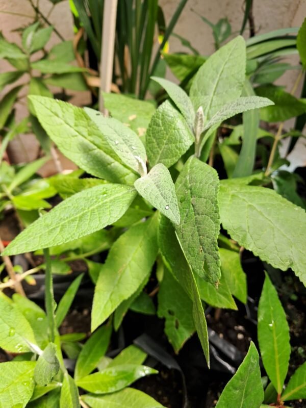 Matico (Buddleja globosa)
