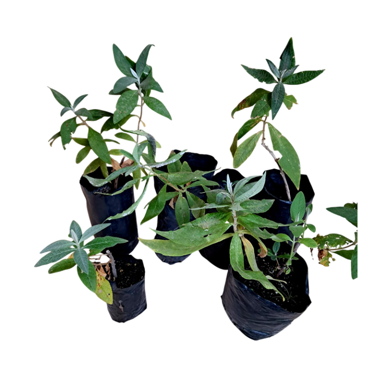 Matico (Buddleja globosa)